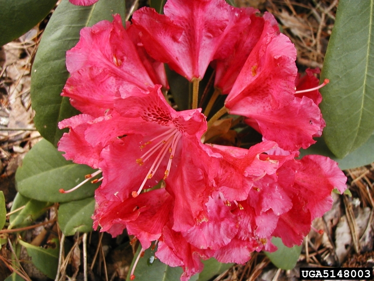 rhododendrons and azaleas (Genus Rhododendron L.)