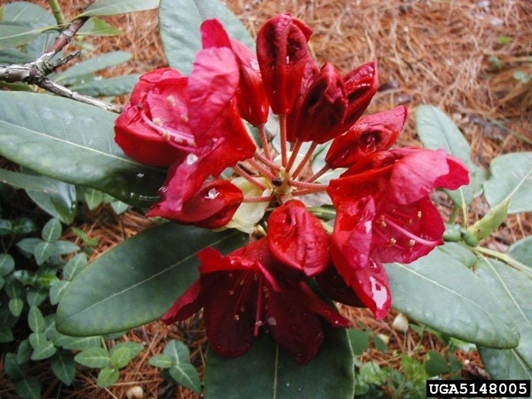 rhododendrons and azaleas (Genus Rhododendron L.)