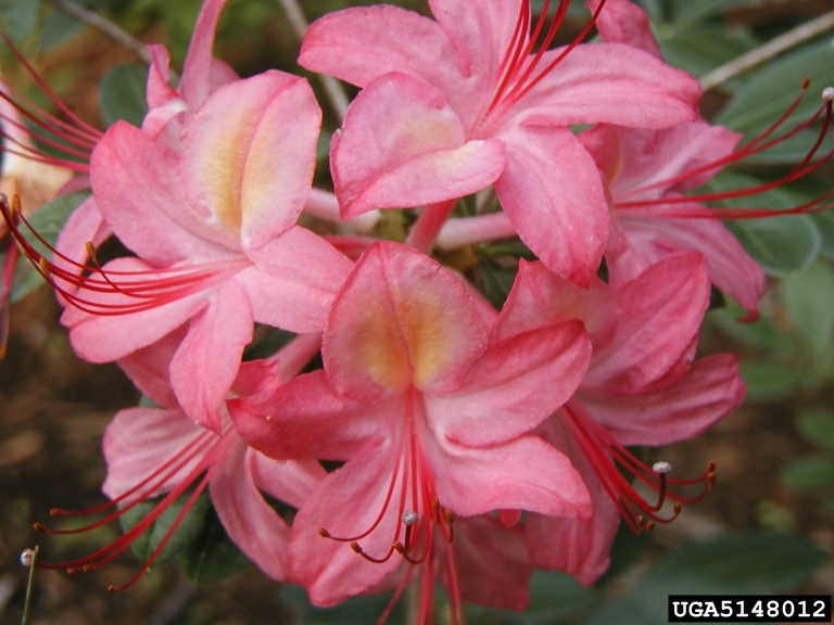 rhododendrons and azaleas (Genus Rhododendron)
