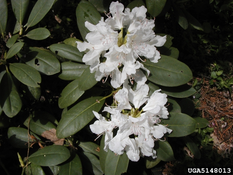 rhododendrons and azaleas (Genus Rhododendron L.)