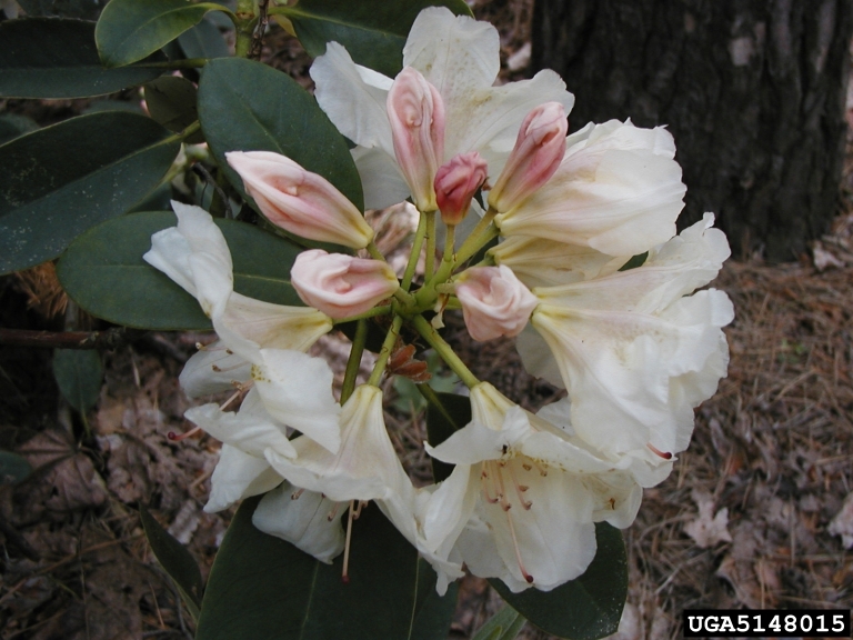 rhododendrons and azaleas (Genus Rhododendron L.)