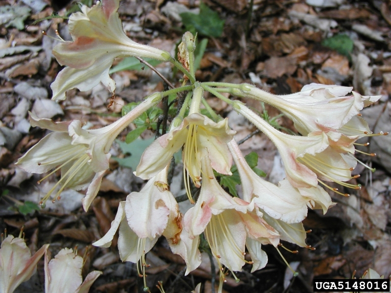 rhododendrons and azaleas (Genus Rhododendron)
