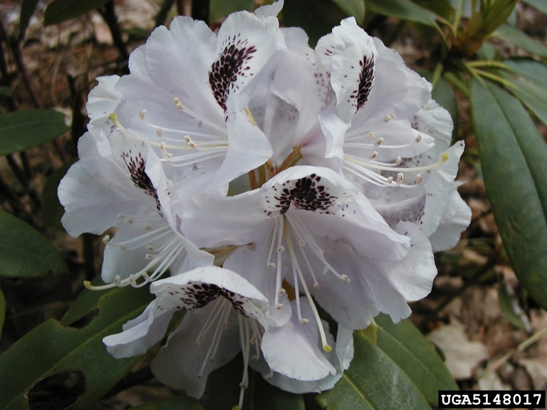 rhododendrons and azaleas (Genus Rhododendron L.)