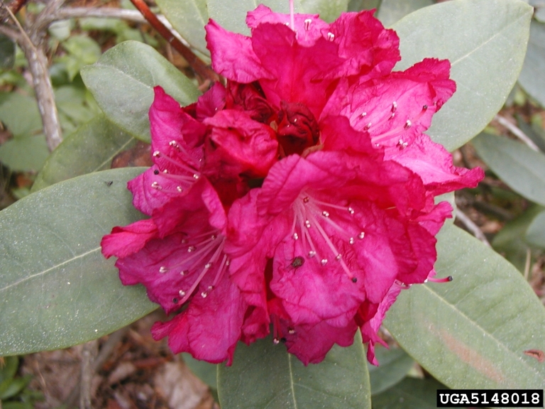 rhododendrons and azaleas (Genus Rhododendron L.)