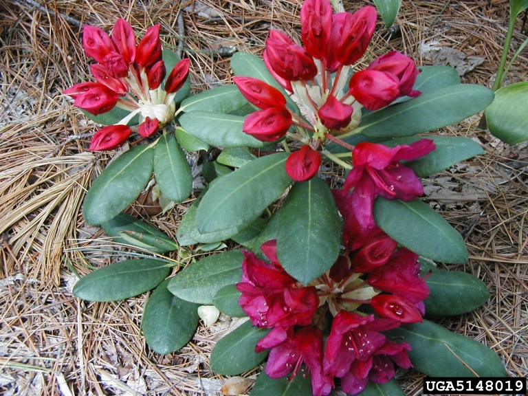 rhododendrons and azaleas (Genus Rhododendron L.)