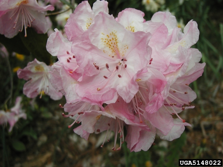 rhododendrons and azaleas (Genus Rhododendron L.)
