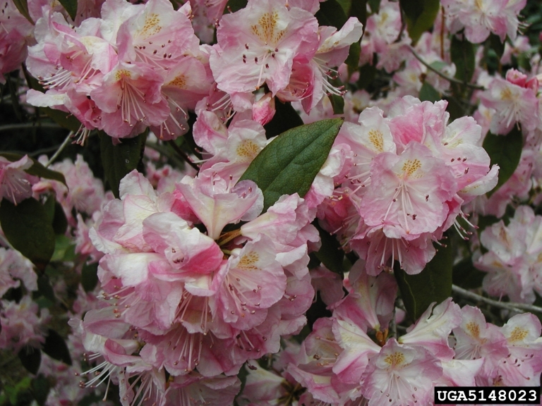 rhododendrons and azaleas (Genus Rhododendron)