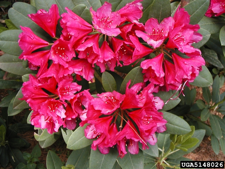 rhododendrons and azaleas (Genus Rhododendron)