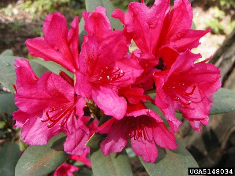 rhododendrons and azaleas (Genus Rhododendron)