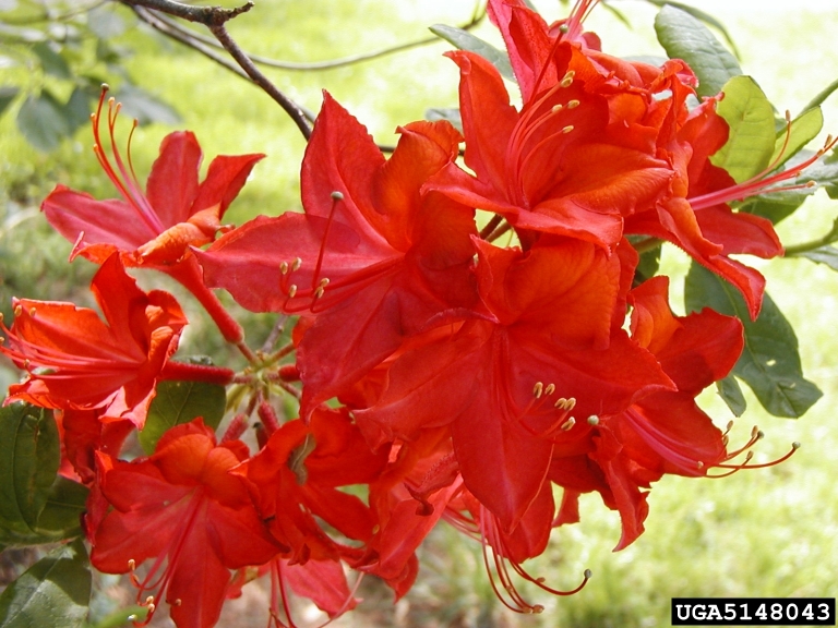 rhododendrons and azaleas (Genus Rhododendron L.)