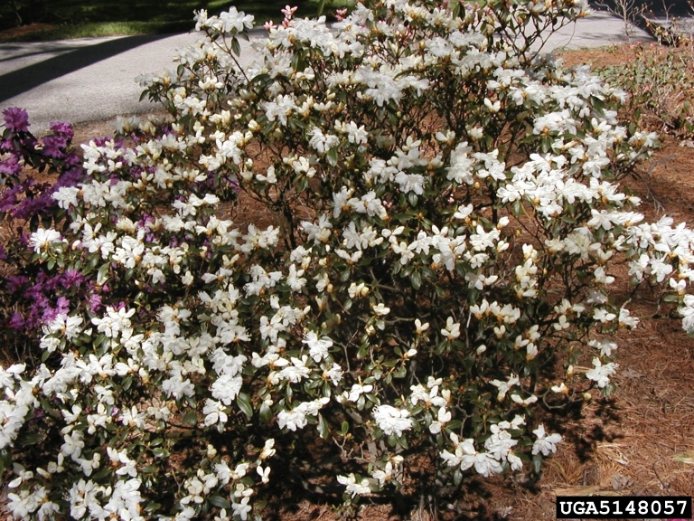 rhododendrons and azaleas (Genus Rhododendron)