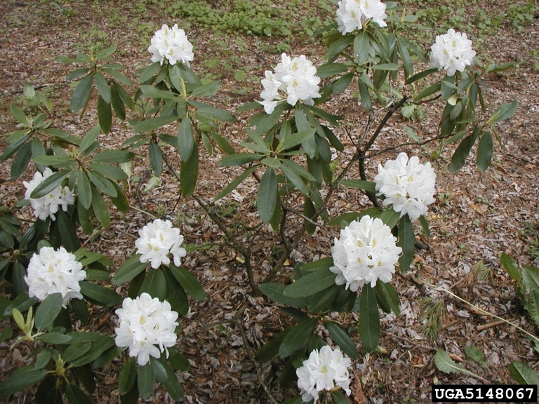 rhododendrons and azaleas (Genus Rhododendron)