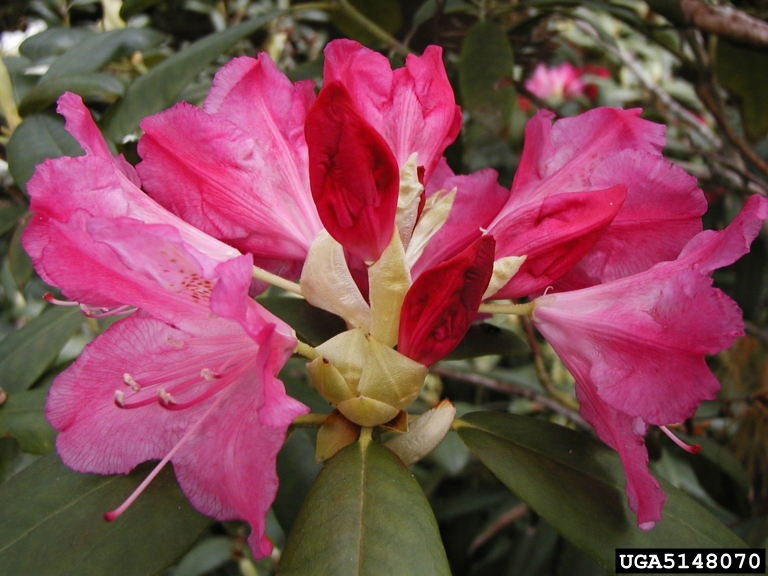rhododendrons and azaleas (Genus Rhododendron L.)