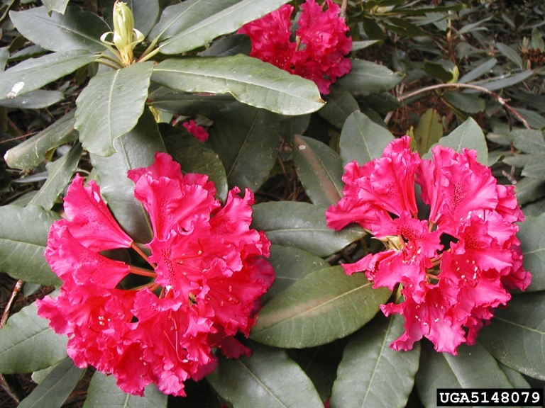 rhododendrons and azaleas (Genus Rhododendron L.)