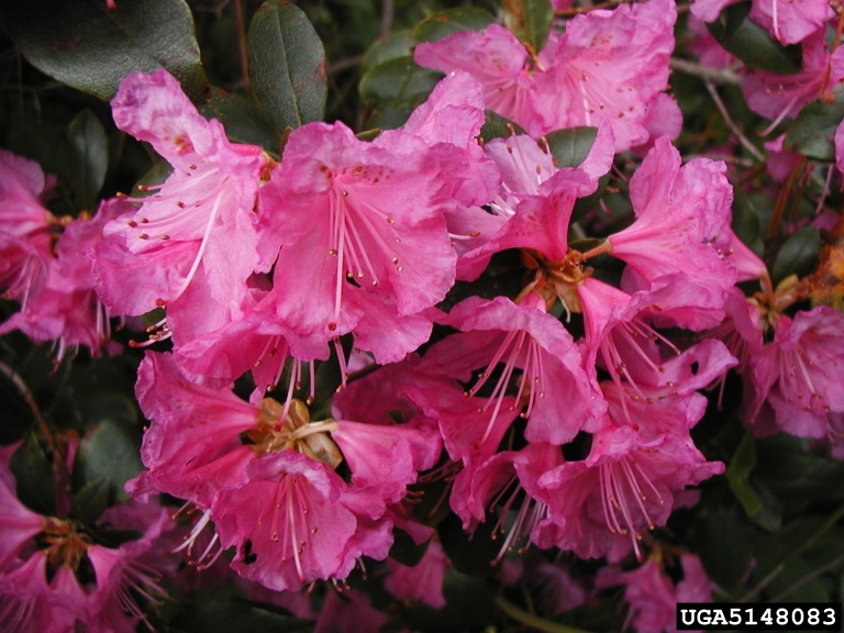 rhododendrons and azaleas (Genus Rhododendron)