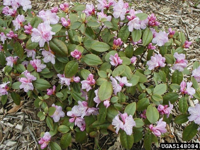 rhododendrons and azaleas (Genus Rhododendron L.)