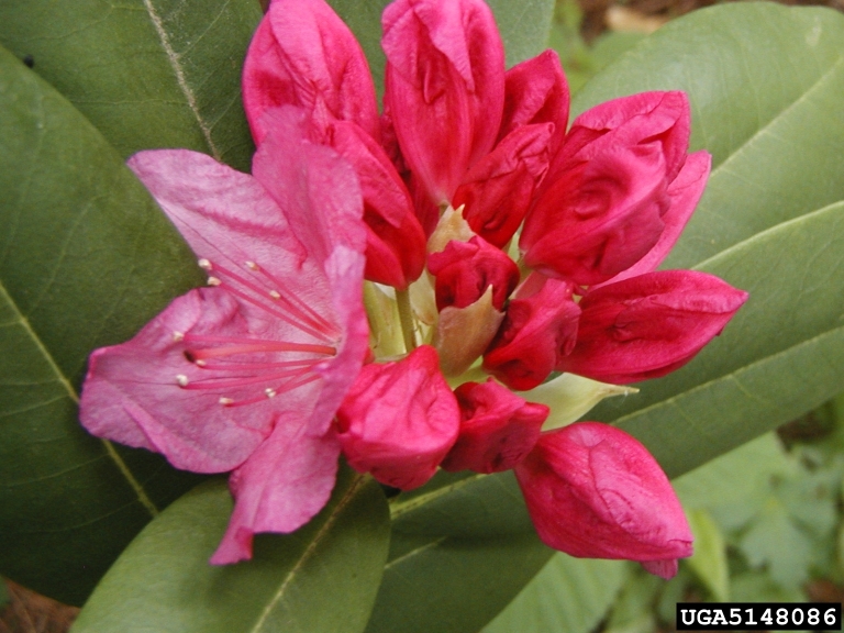 rhododendrons and azaleas (Genus Rhododendron)