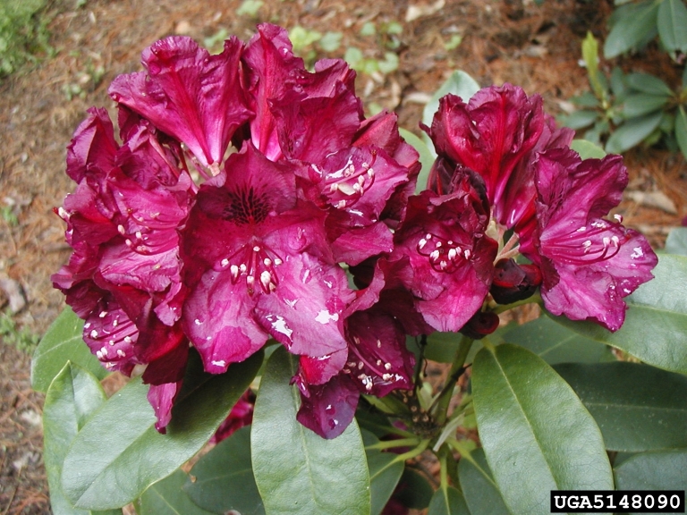 rhododendrons and azaleas (Genus Rhododendron L.)