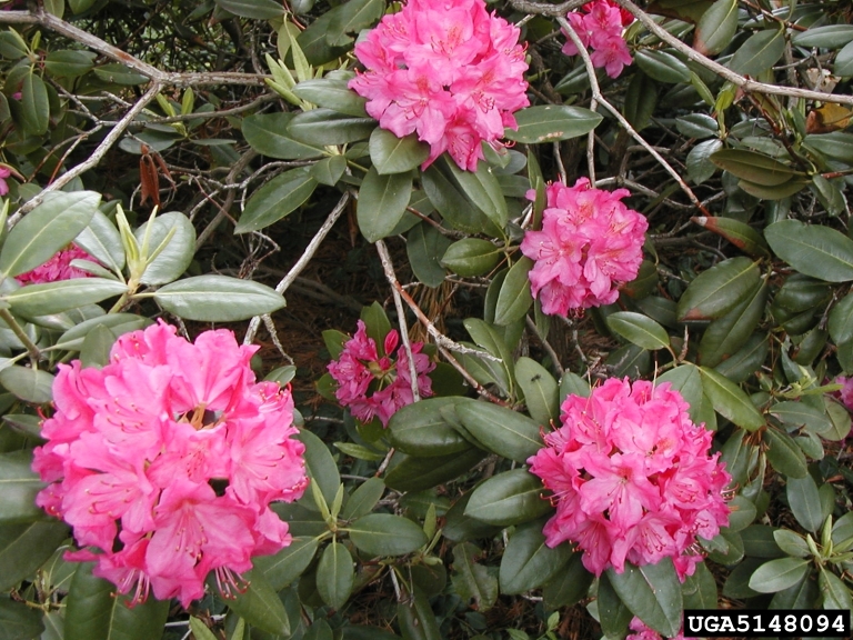 rhododendrons and azaleas (Genus Rhododendron)