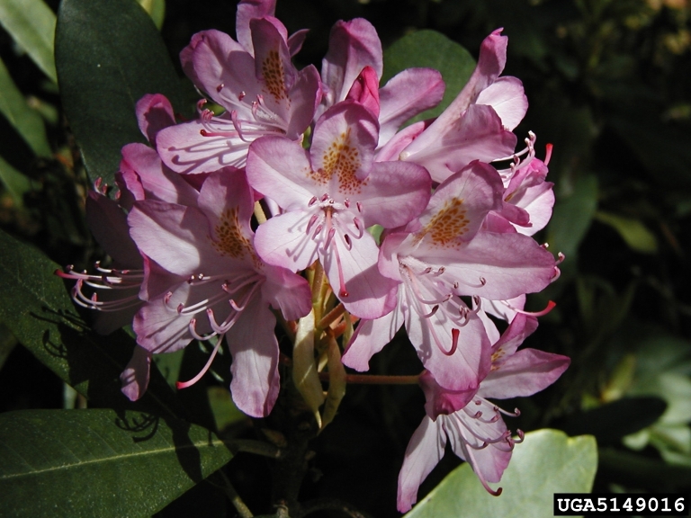 rhododendrons and azaleas (Genus Rhododendron)