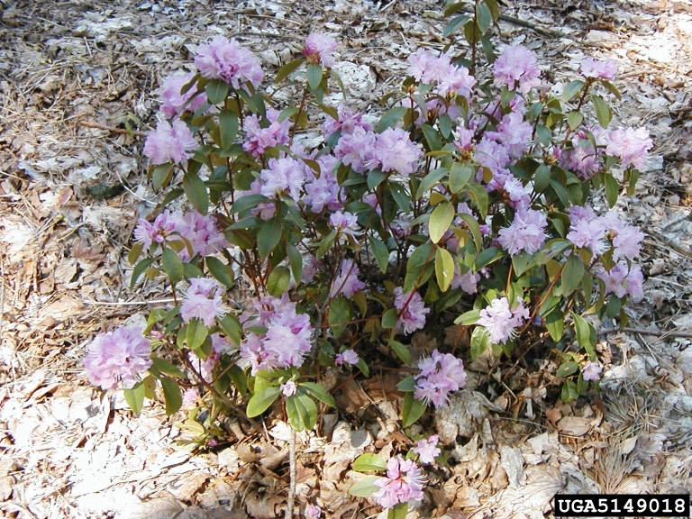 rhododendrons and azaleas (Genus Rhododendron)