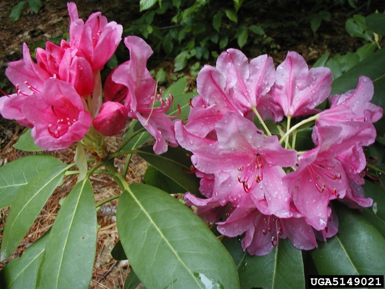 rhododendrons and azaleas (Genus Rhododendron L.)