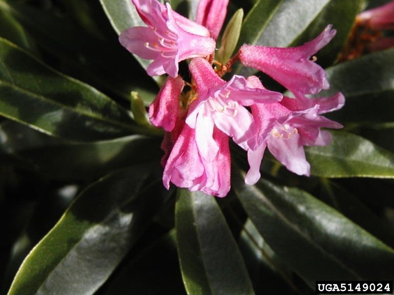 rhododendrons and azaleas (Genus Rhododendron L.)