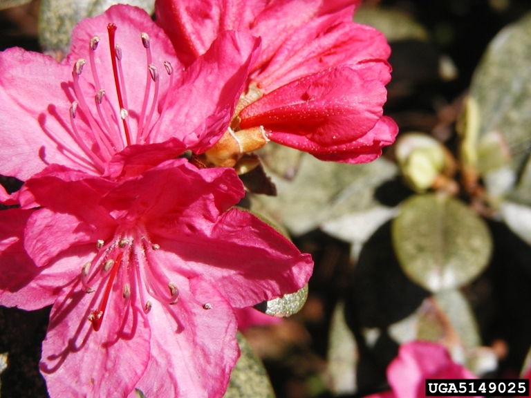 rhododendrons and azaleas (Genus Rhododendron)