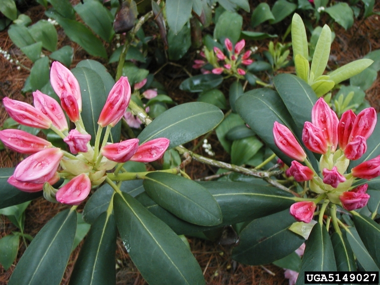 rhododendrons and azaleas (Genus Rhododendron L.)