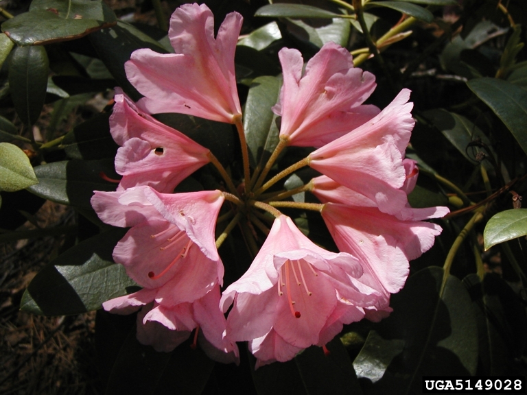 rhododendrons and azaleas (Genus Rhododendron)