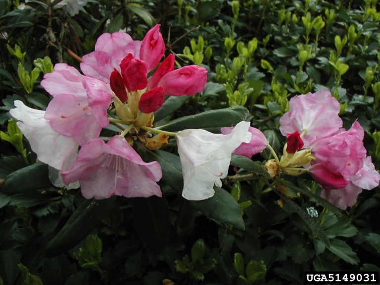 rhododendrons and azaleas (Genus Rhododendron L.)