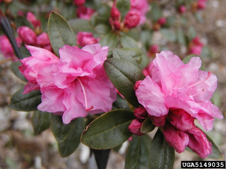 rhododendrons and azaleas (Genus Rhododendron)