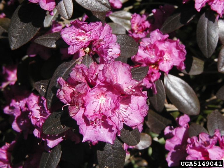 rhododendrons and azaleas (Genus Rhododendron)