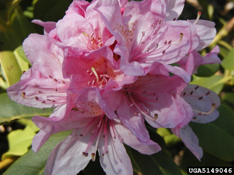 rhododendrons and azaleas (Genus Rhododendron L.)