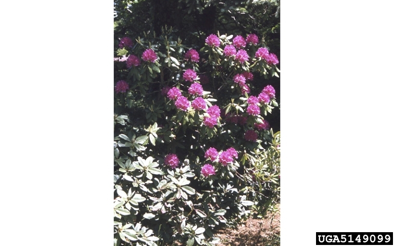 rhodora (Rhododendron canadense)