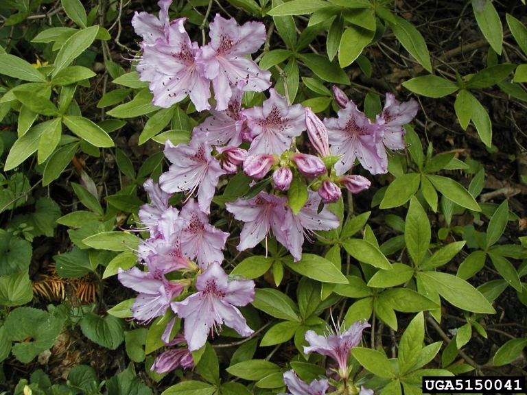 azalea (Rhododendron yedoense var. poukhanense (H. Lév.) Nakai)