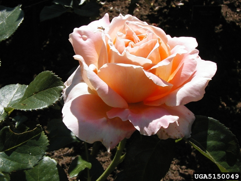 rose (Genus Rosa L.)