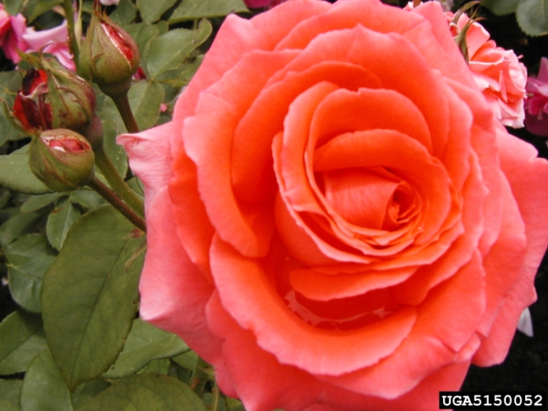 rose (Genus Rosa)