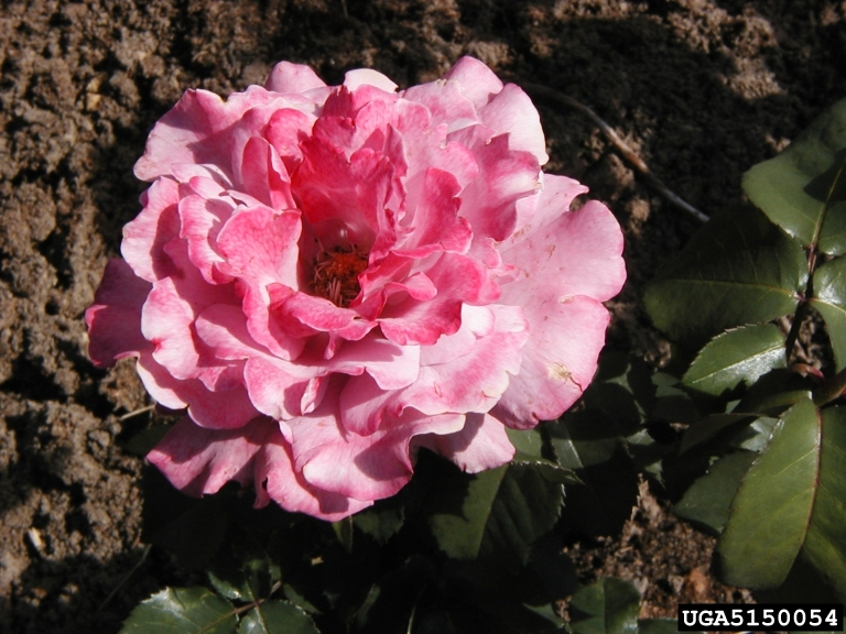 rose (Genus Rosa L.)