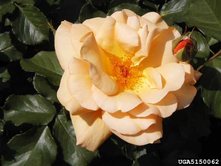 rose (Genus Rosa L.)