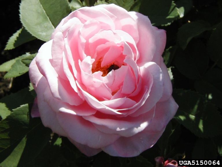 rose (Genus Rosa)