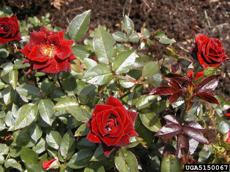 rose (Genus Rosa)
