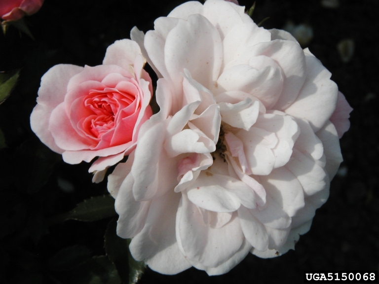 rose, Rosa spp. (Rosales: Rosaceae) - 5150068