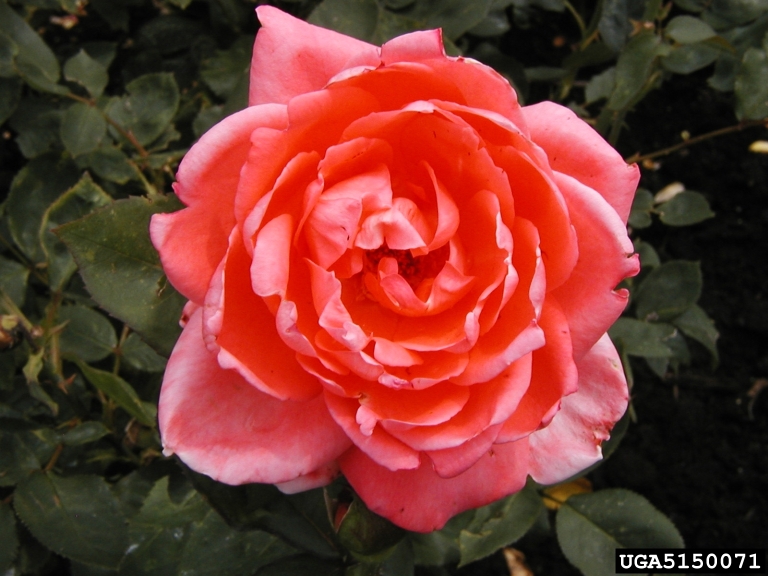 rose (Genus Rosa)