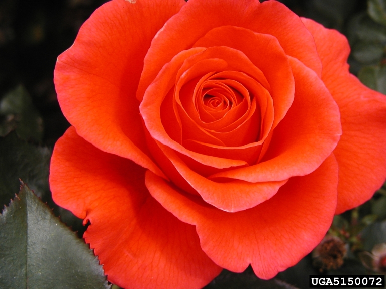 rose (Genus Rosa)
