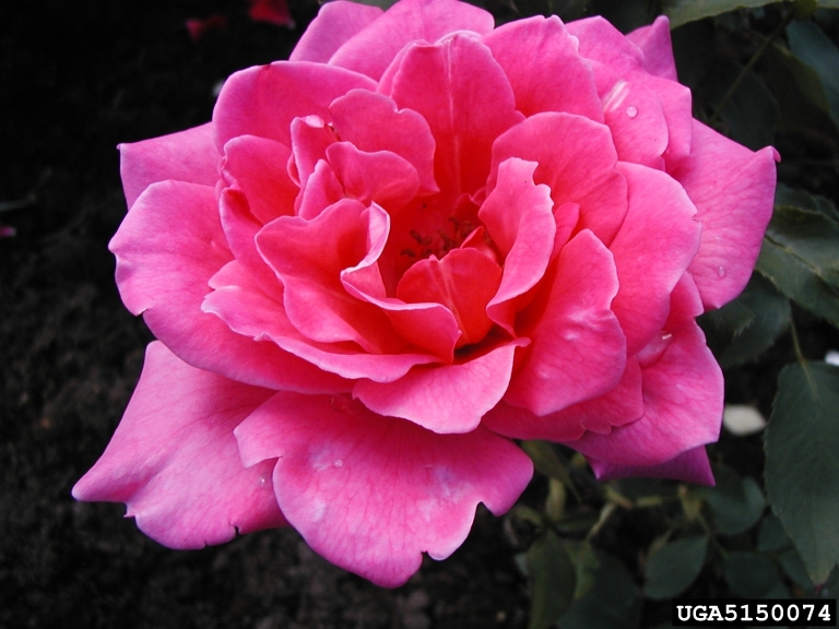 rose (Genus Rosa L.)
