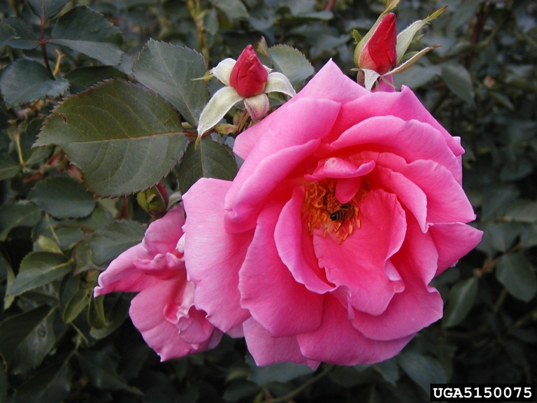 rose (Genus Rosa)