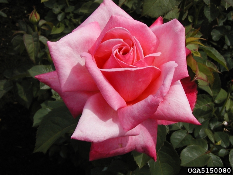 rose (Genus Rosa)