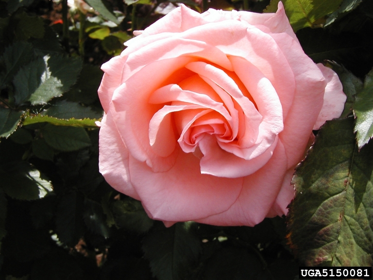 rose (Genus Rosa L.)