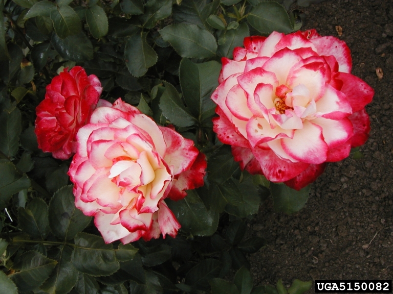 rose (Genus Rosa)